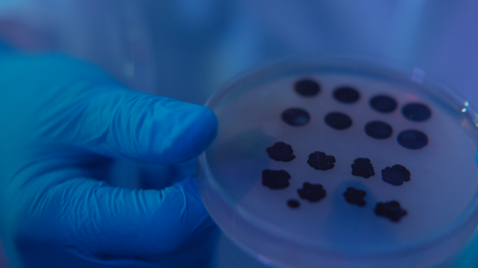 Jes Fan: Infectious Materials, Molecular Memories - Art Papers